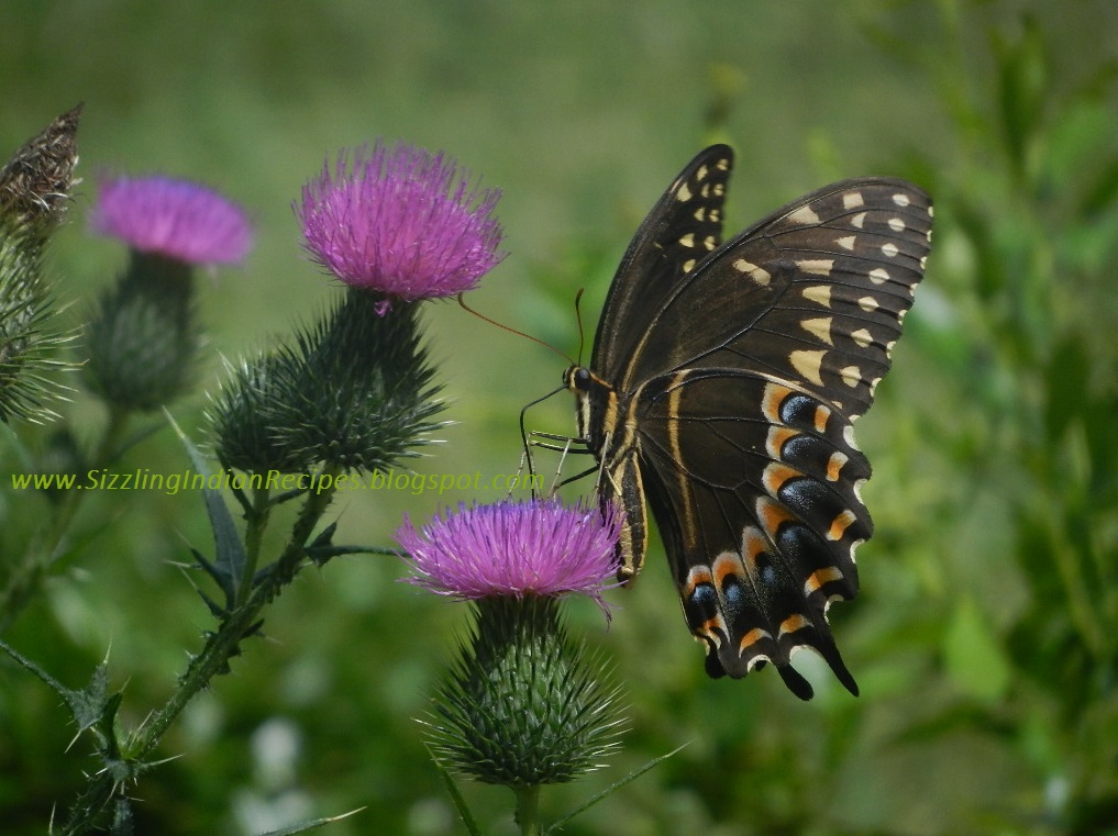 Sizzling Indian Recipes.....: 2013