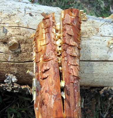 Rocky Mountain Bushcraft: Wilderness Survival: How to make a Pine Knot ...