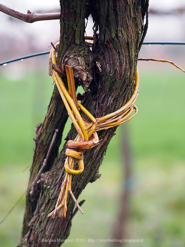 La legatura delle viti col salice: strope e stropéi nella campagna ...