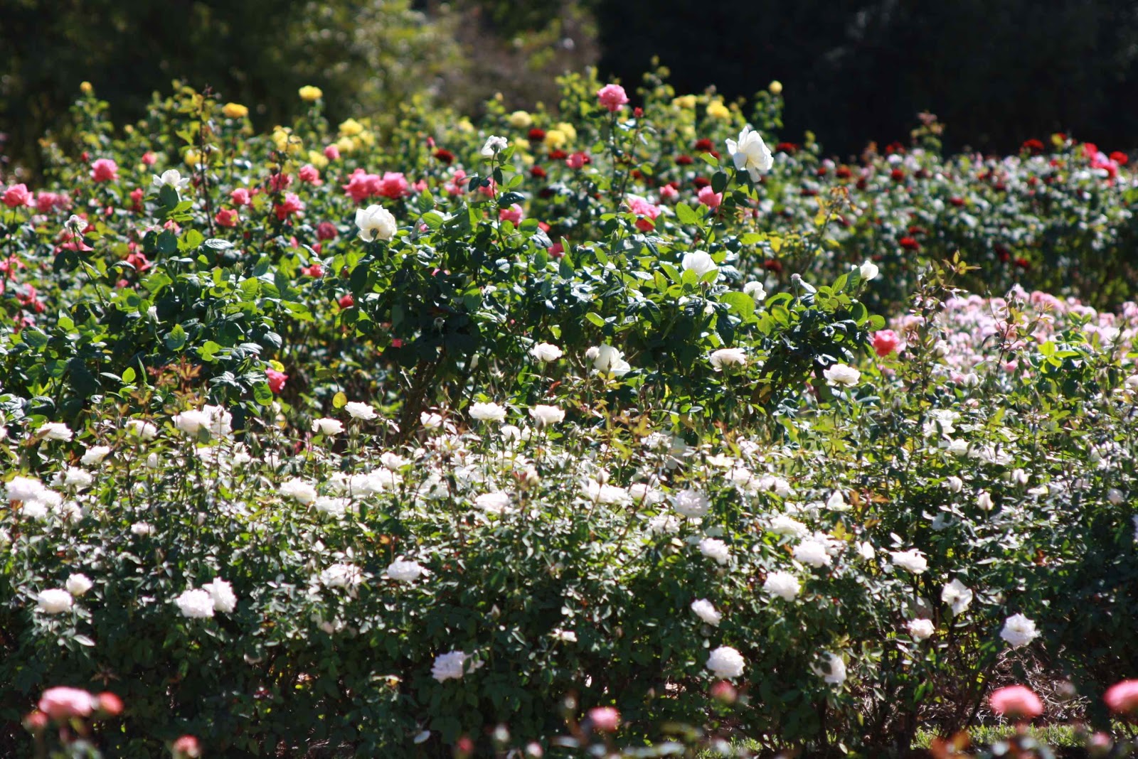 Roses and Other Gardening Joys: Wow! Look at All the Roses!