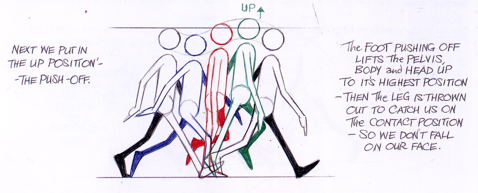 DLSY9mediastudies: Walk Cycle