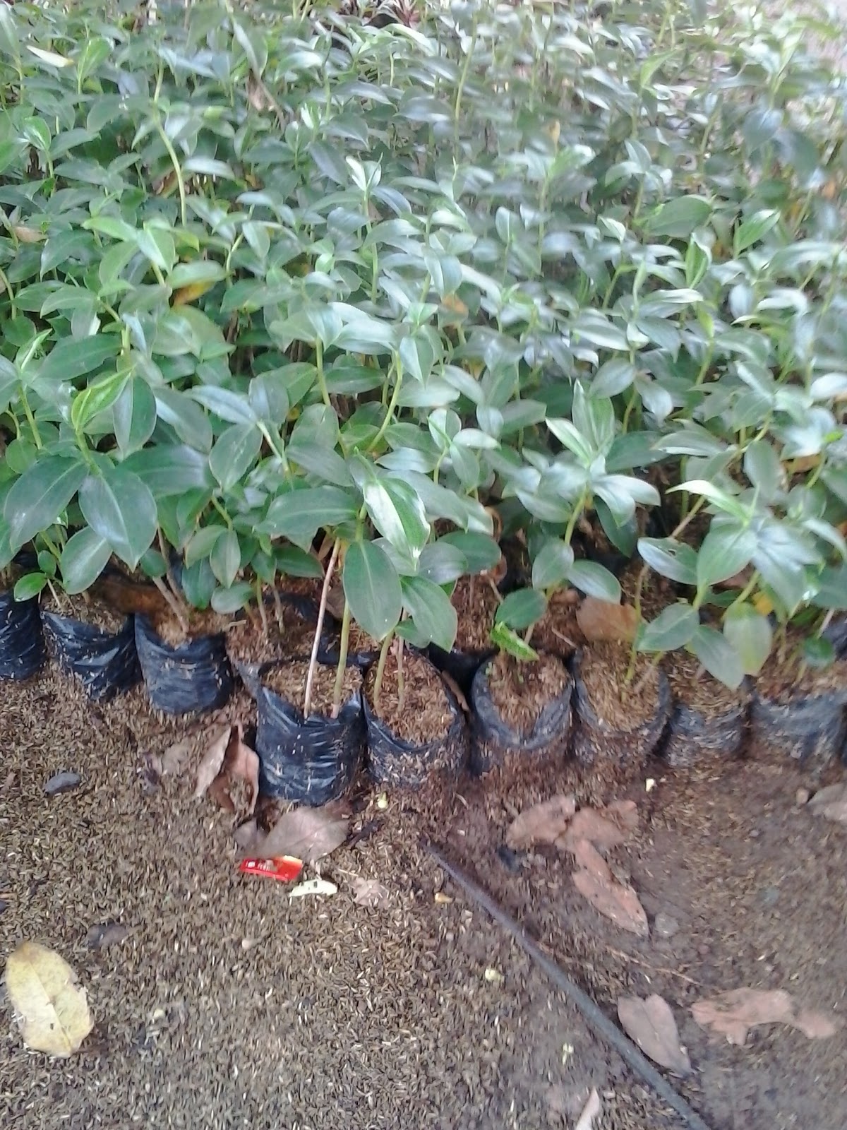 Jual Pohon Pacing Pentul | Pacing Pentul Bunga Merah | Makmur Taman