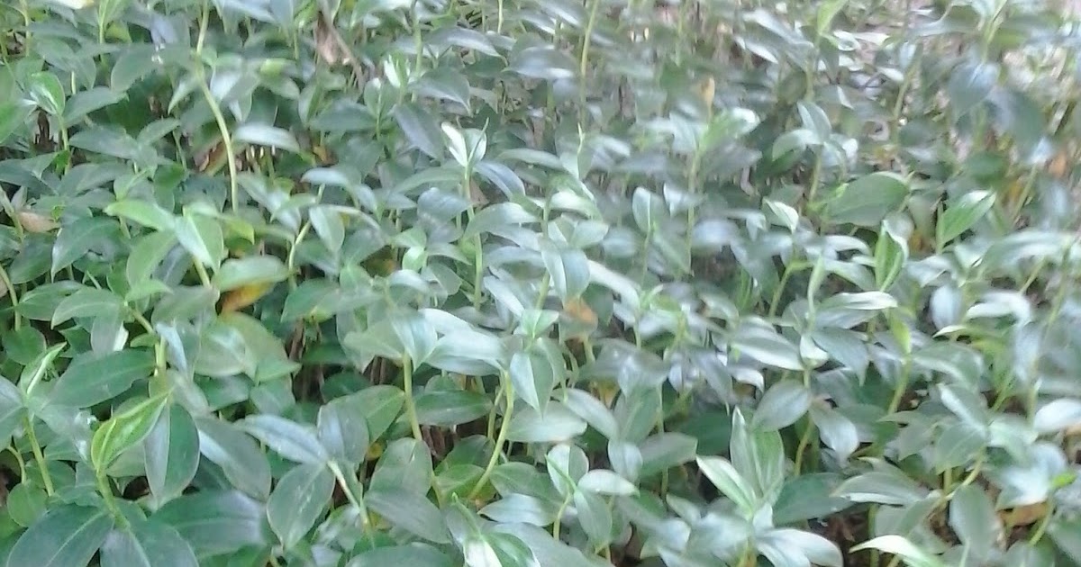 Jual Pohon Pacing Pentul | Pacing Pentul Bunga Merah | Makmur Taman