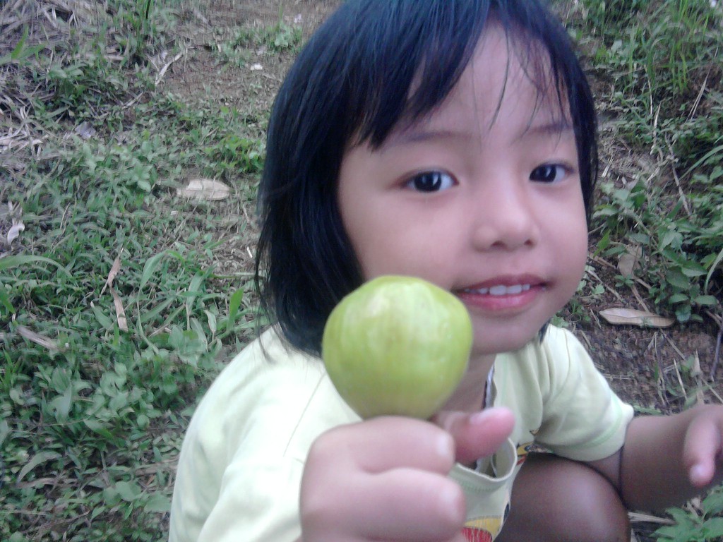 Tani jaya kultur nursery: Koleksi Tanaman Tin dan Cherry Brasil
