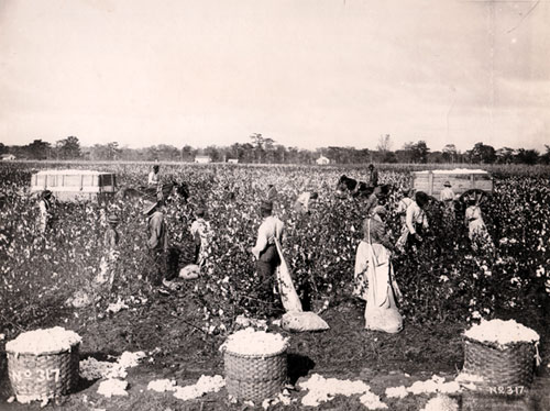 A Couple of Farmers At Maple Lawn Farm: 19th Century Cotton Picking ...
