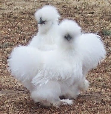 Granja de Selección y Reproducción de aves y animales de Raza.