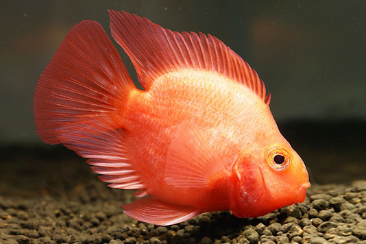 Ikan Red Parrot, Si Kakak Tua Merah yang Cantik - PALAGAR