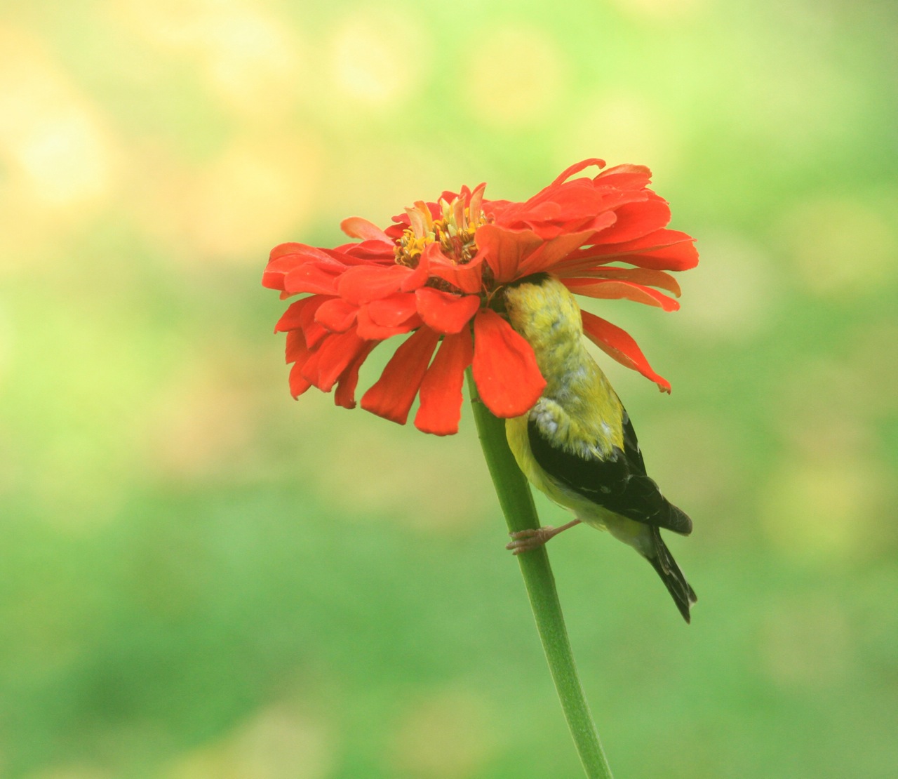 Julie Zickefoose on Blogspot: The Flower Destroyers