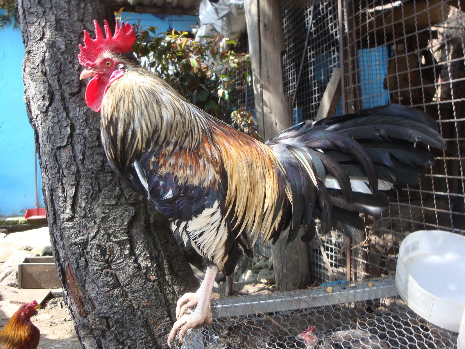 gallo colorado culimbo