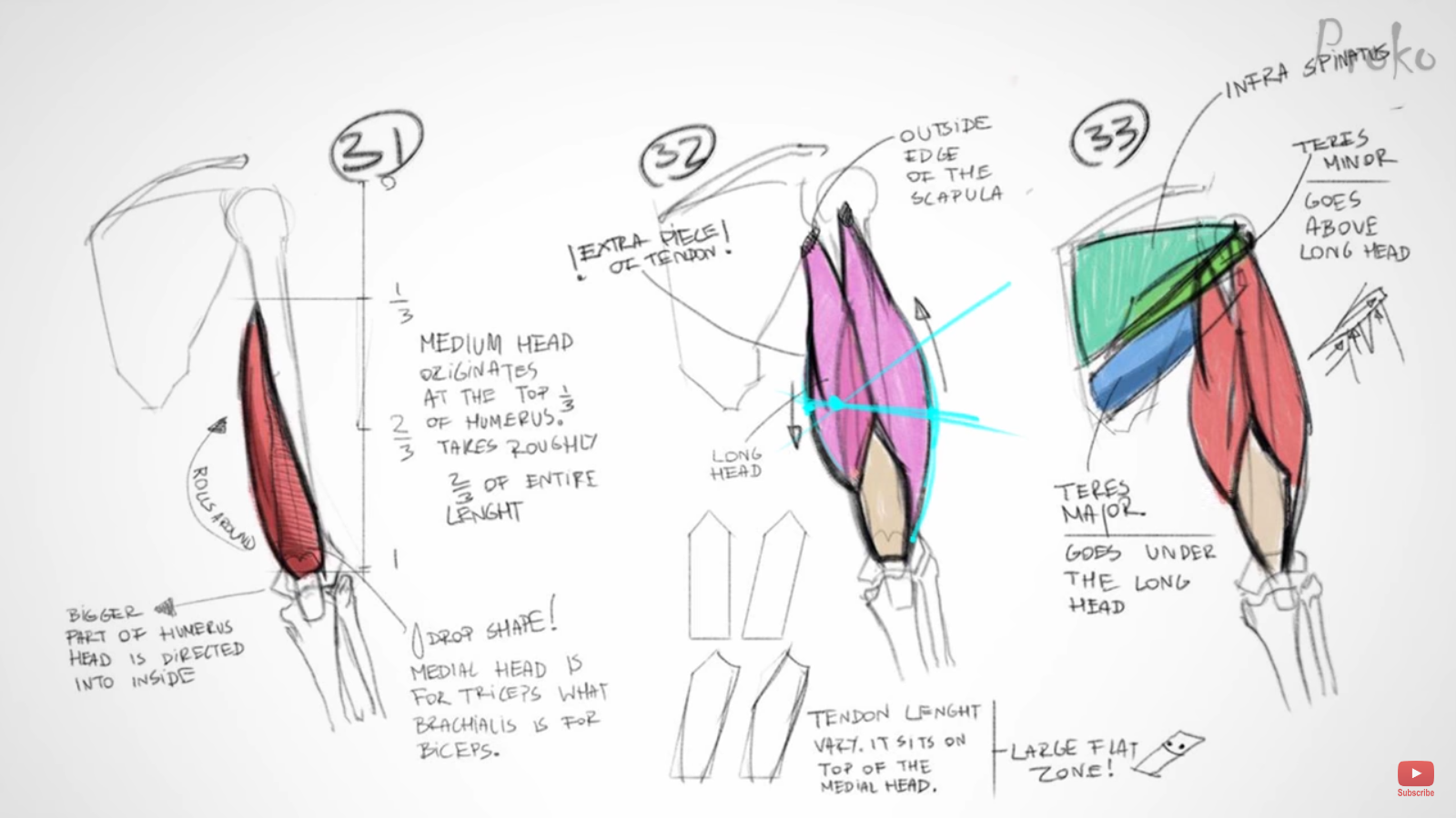Avoiding Symmetry when Drawing Triceps - Anatomy Critique by Proko