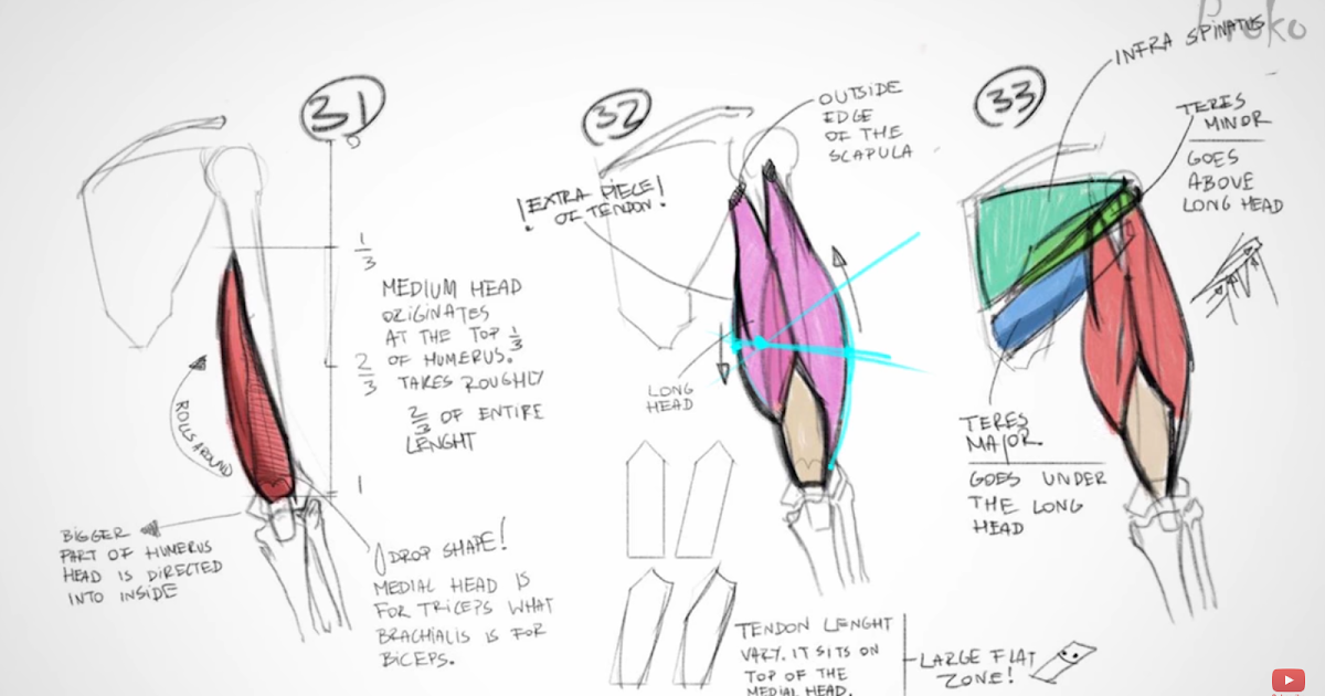 Avoiding Symmetry when Drawing Triceps - Anatomy Critique by Proko