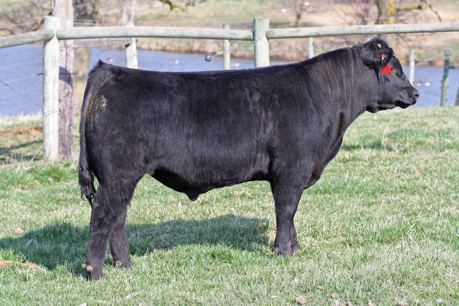Holtkamp Cattle Co: Irish Whiskey bull for sale.