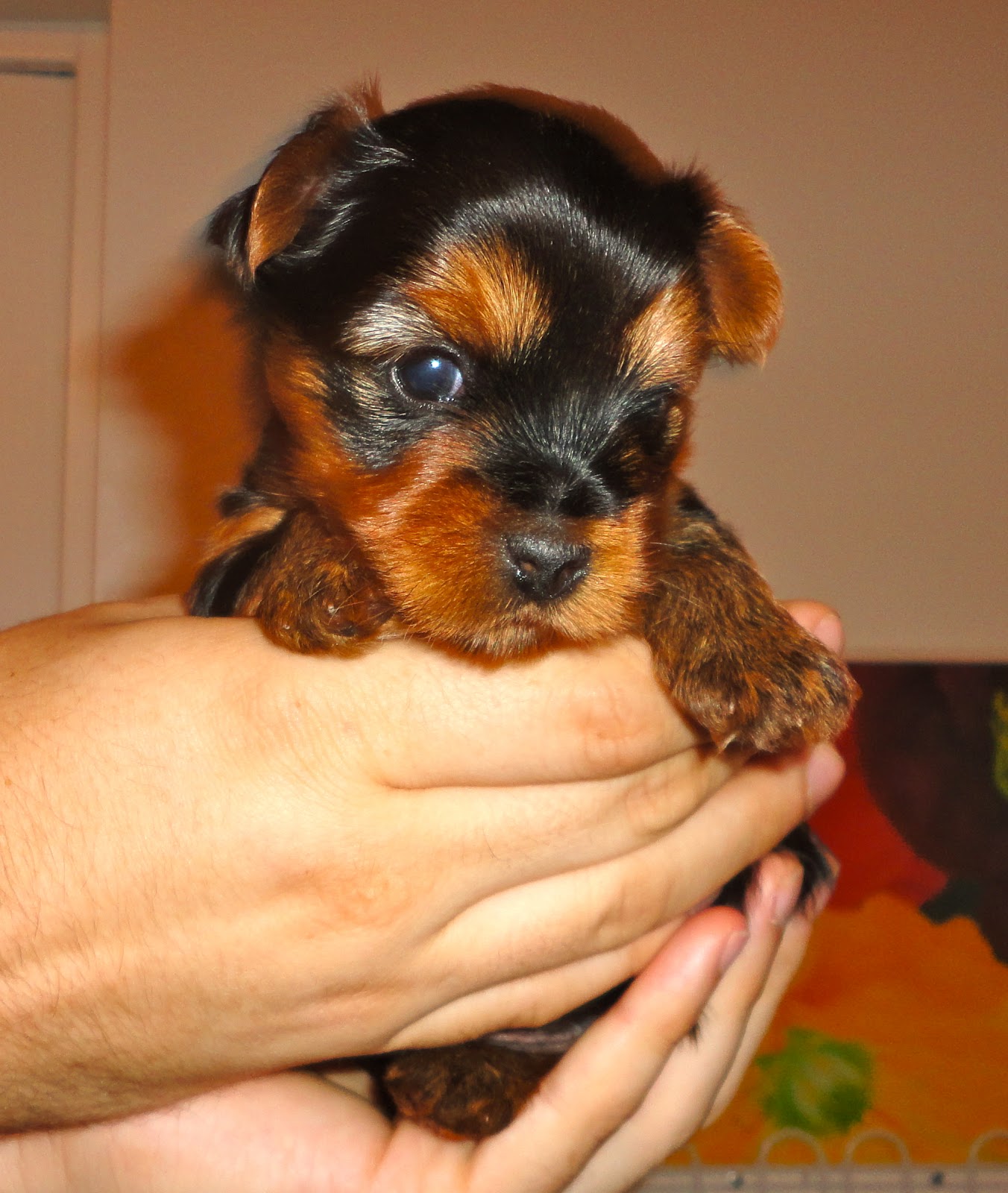 Courtney's AKC Yorkies: Yorkie boys
