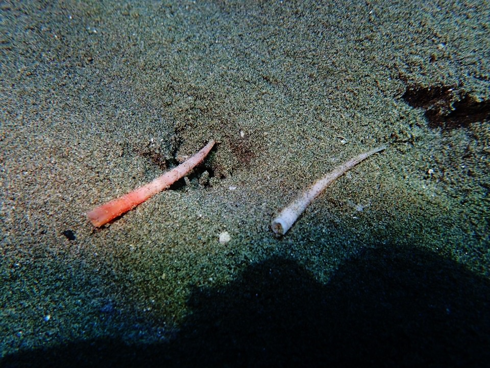 Biodiversity of Cyprus by NGO Protection of the Natural Heritage and ...