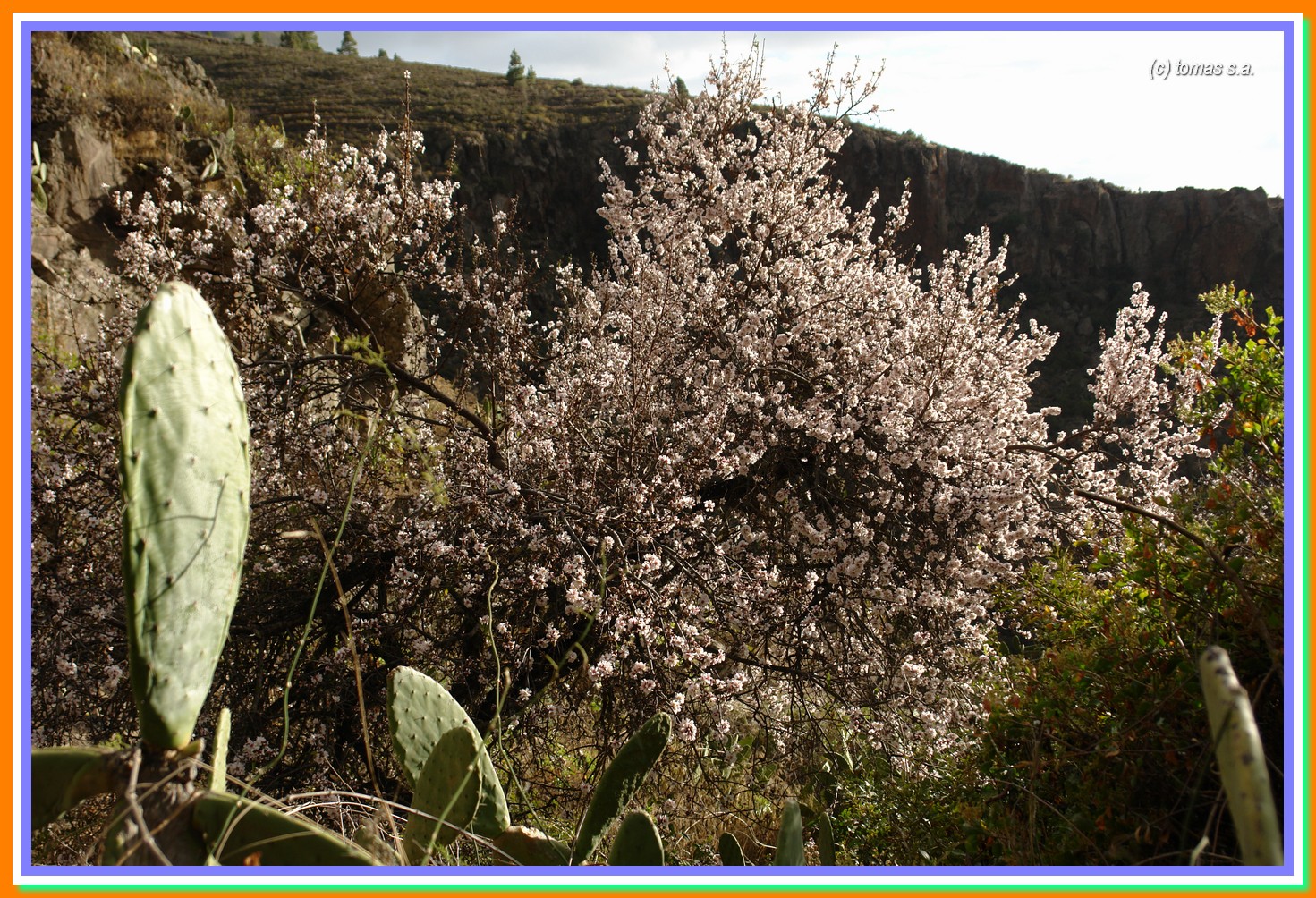 Tenerife senderos......: TENERIFE SENDEROS --GUIA ISORA-- EL JARAL -LAS ...