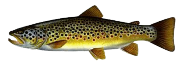 La Trucha Común