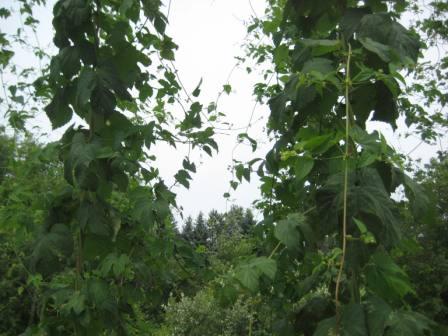 Michigan Hops Farm: Hops Grow Amazingly Fast