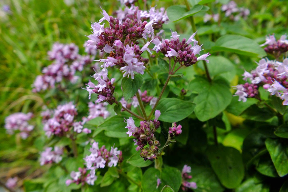 Naturama: Divlji origano, biljka koja deluje protiv 25 vrsta bakterija!