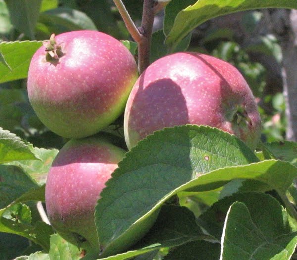 Royal blush - Adam's Apples