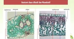 Macam - Macam Anatomi Daun