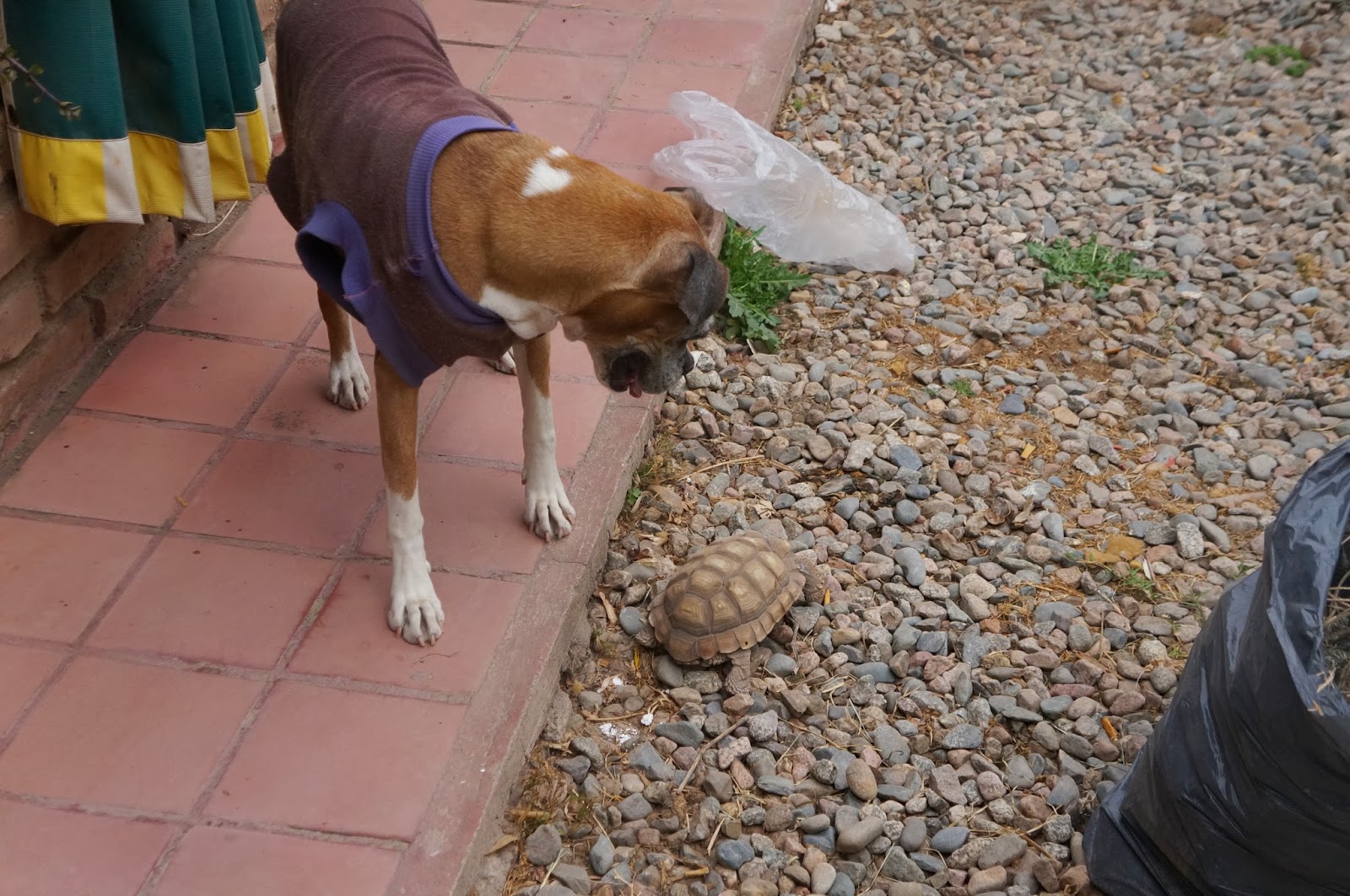 One year in Argentina.: Random Billeder og sjove ting :P