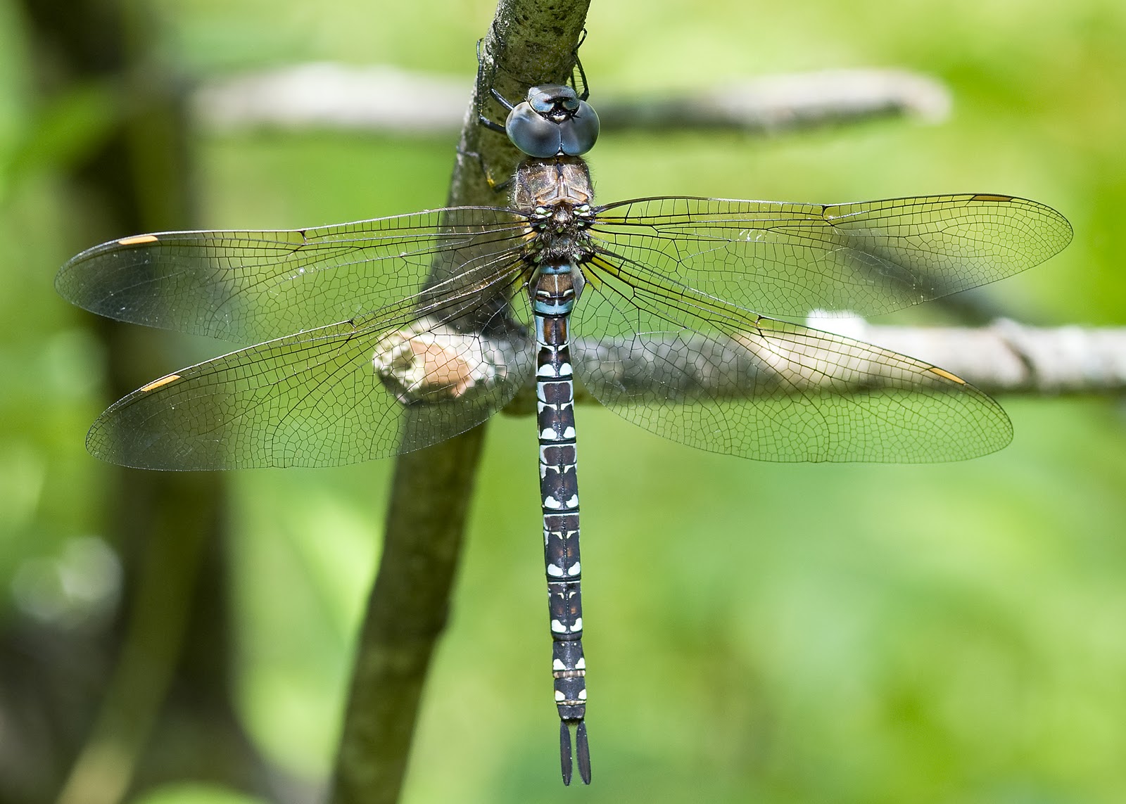 Zen Through a Lens: Bedazzled by Dragonflies