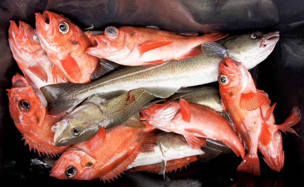 Doo it - just doo it: Fisk, fisk og atter fisk...