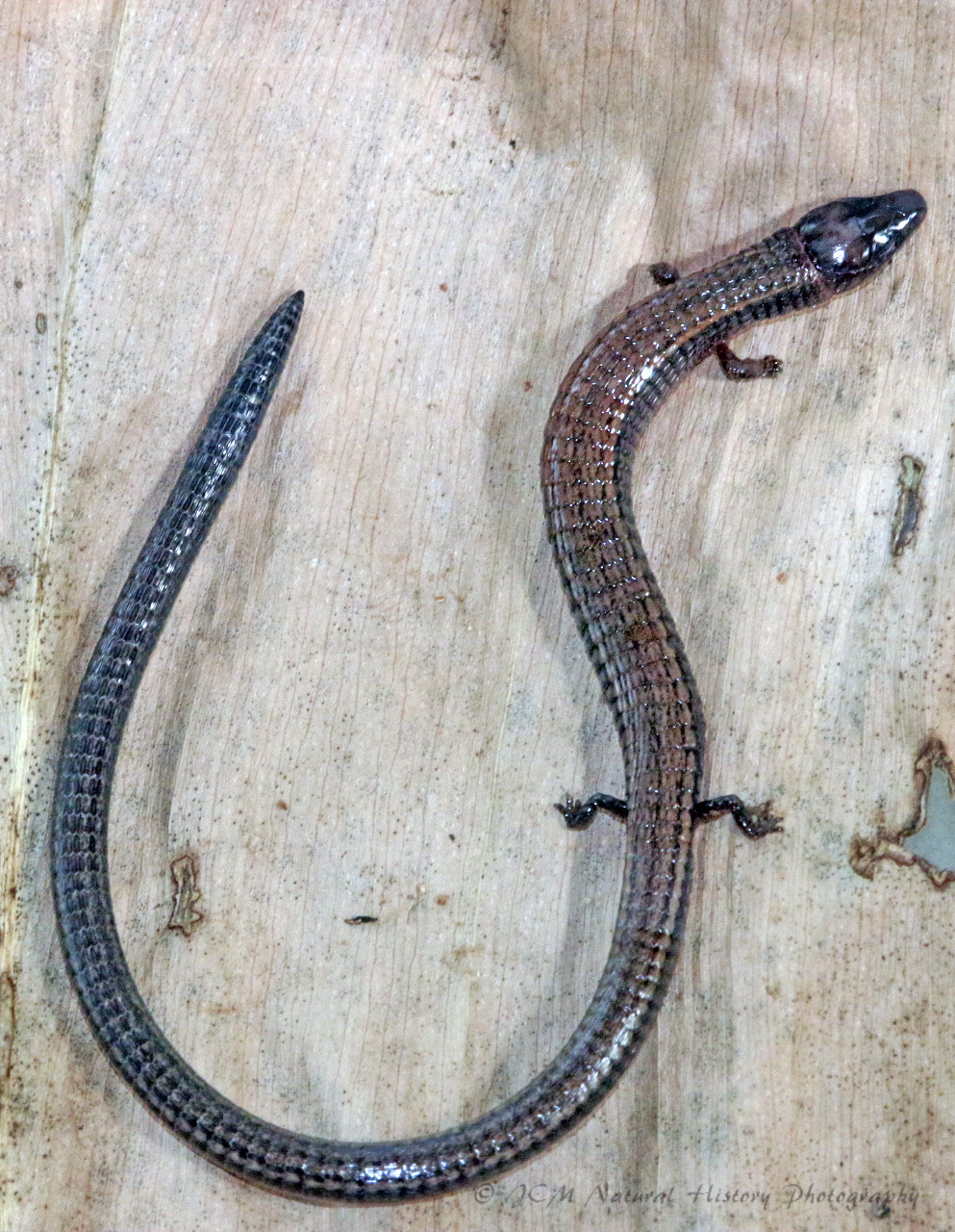 The Herpetology of Trinidad and Tobago: Barbour's Hexagonal Scaled ...