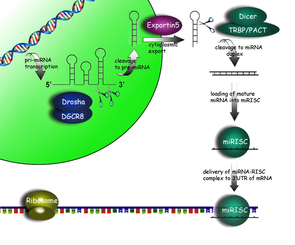 Mengenal Pengertian mikro-RNA (mRNA)