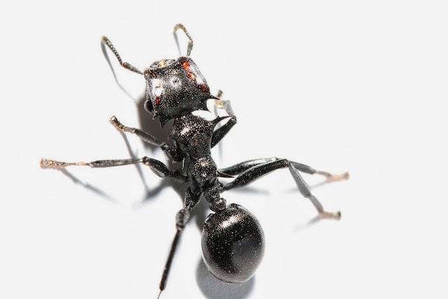 The Darth Vader Ant with Superhero Gliding Skills | The Ark In Space