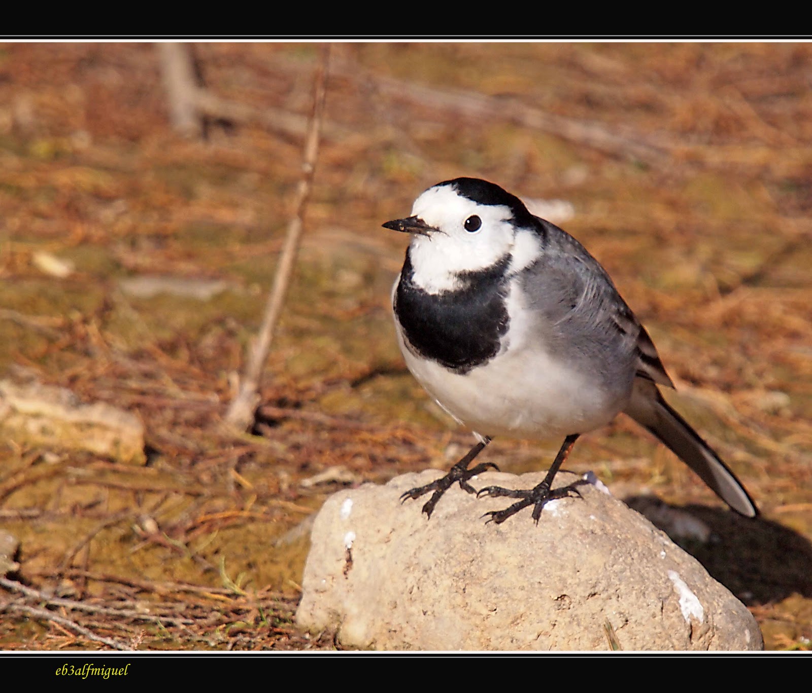 Miguel fotografia: Lavandera Blanca (Motacilla alba)