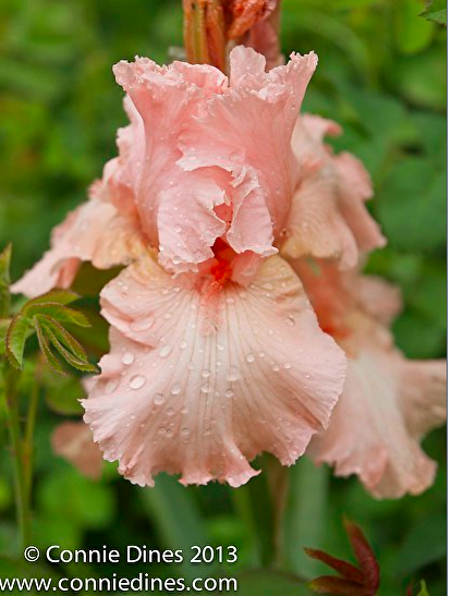 VL Artist of the Day: Connie Dines is Visual Language Magazine Artist ...