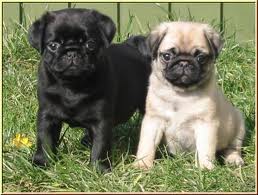 Pug Dog Facts And Pictures | All Wildlife Photographs