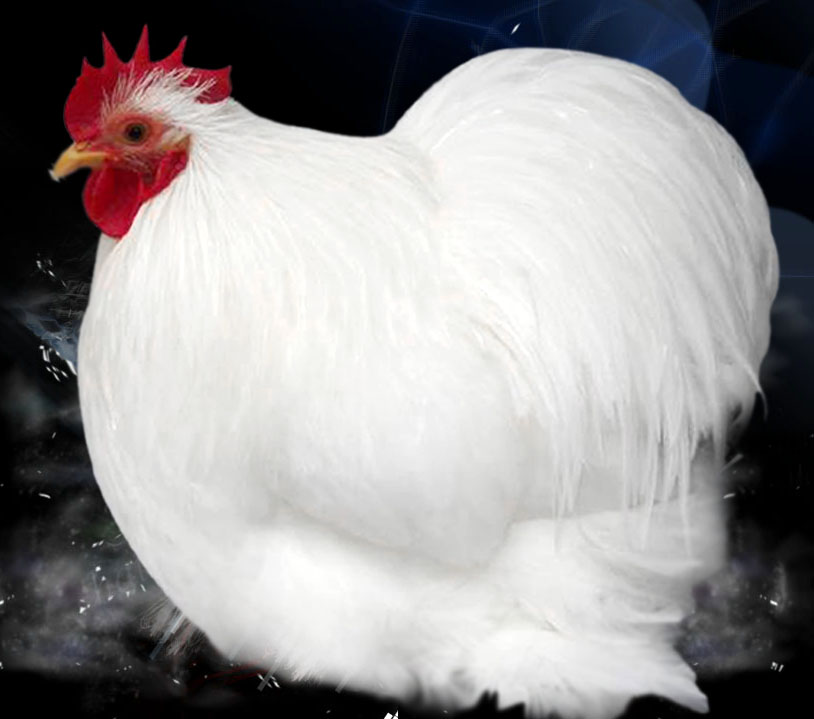Sana pets: American Bantam