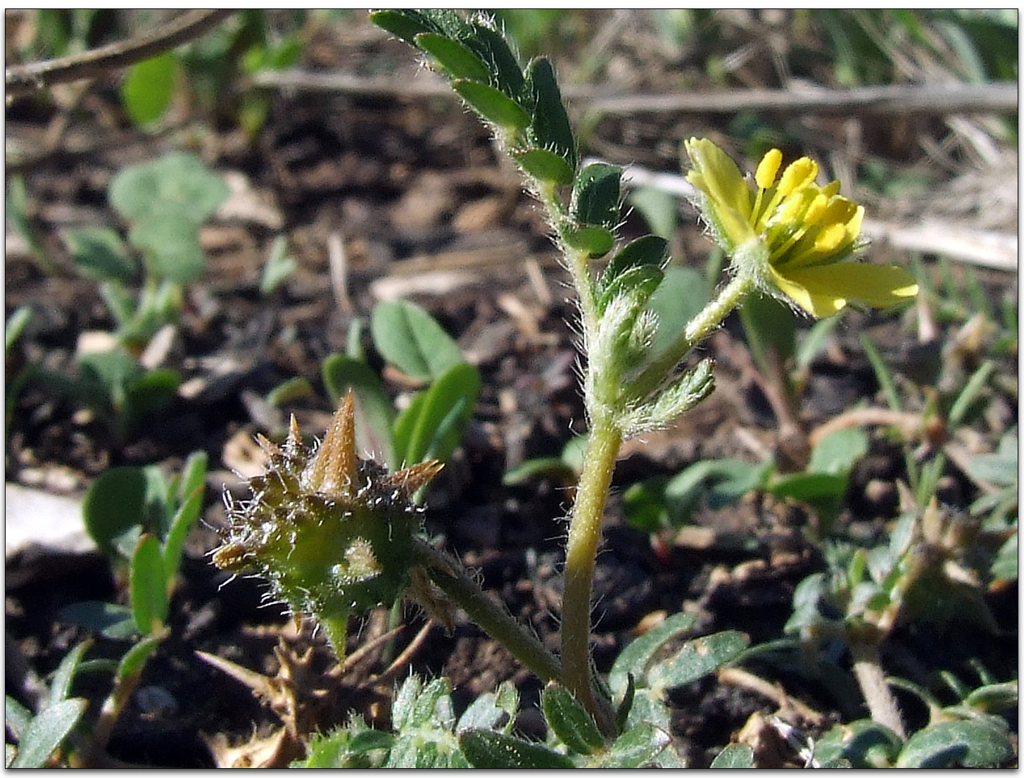 rocayflor: Camino de El Pueyo. Tribulus terrestris. "abrojo"