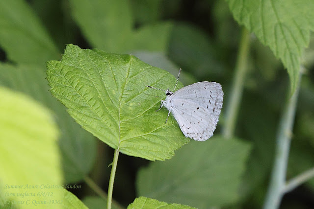Denis Quinn's S.E. PA Butterfly Sightings Blog: Summer Azure