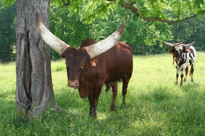 Lembu Bertanduk Panjang-Panjang - Oh!