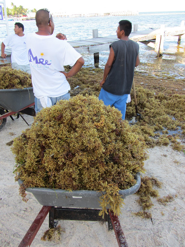 Sargassum/Sargasso in Belize: It's What's All Over the Beach!