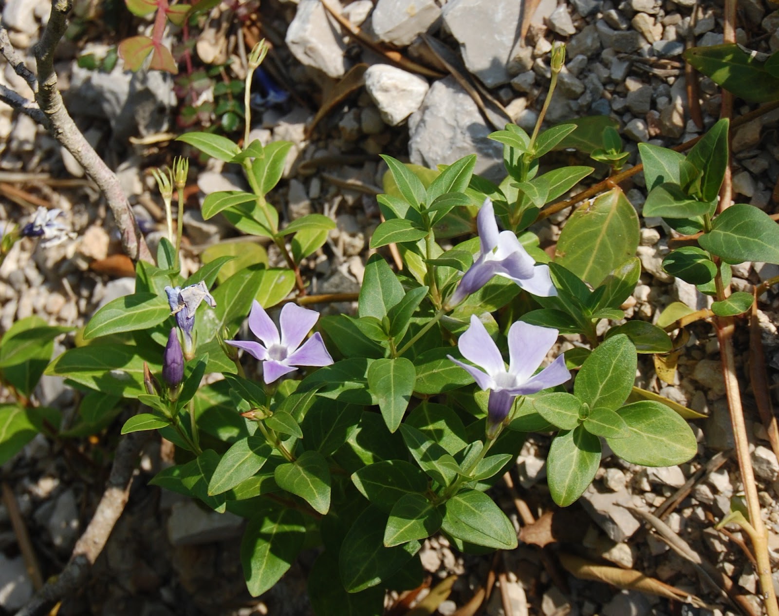 Plantas: Beleza e Diversidade: Pervinca (Vinca difformis)