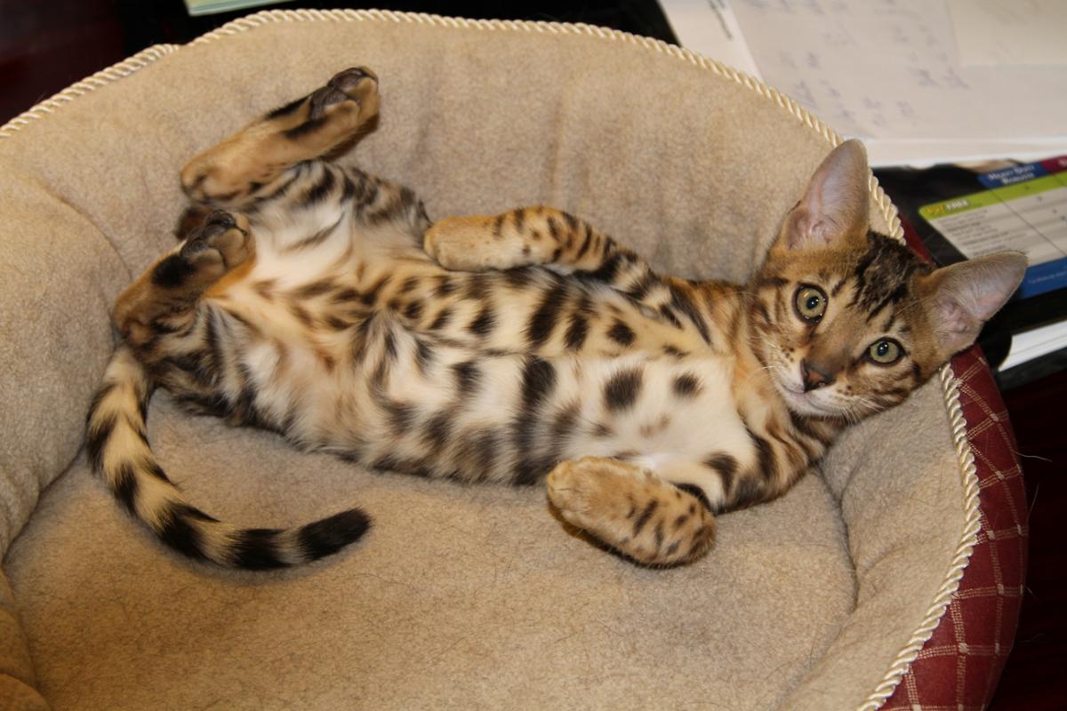 Le Wolfe Magique: Domestic Leopard - The Bengal Cat