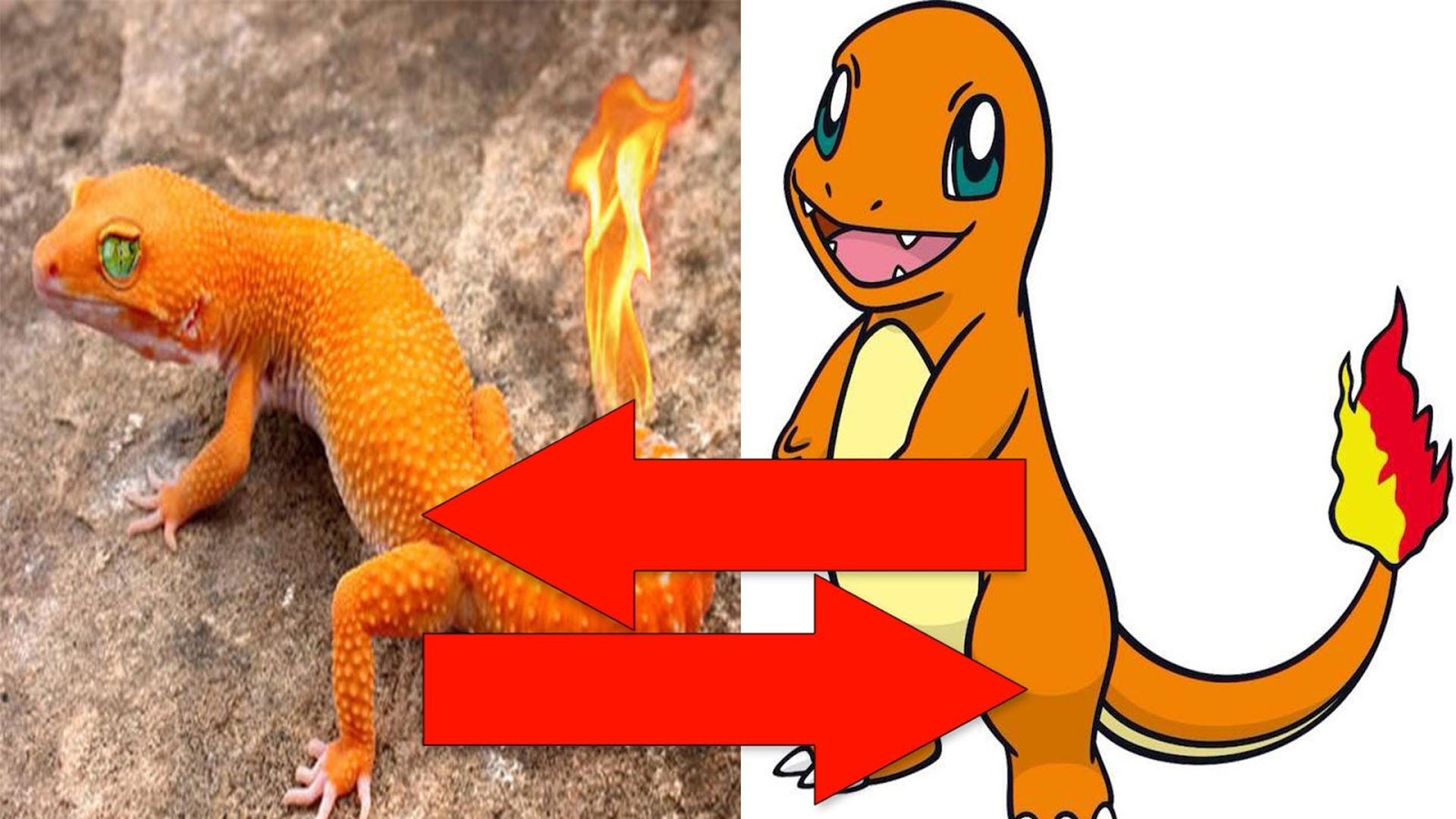 10 Pokemon That Actually Exist pokemon in real life TOPXTOP FUNNY topxtop