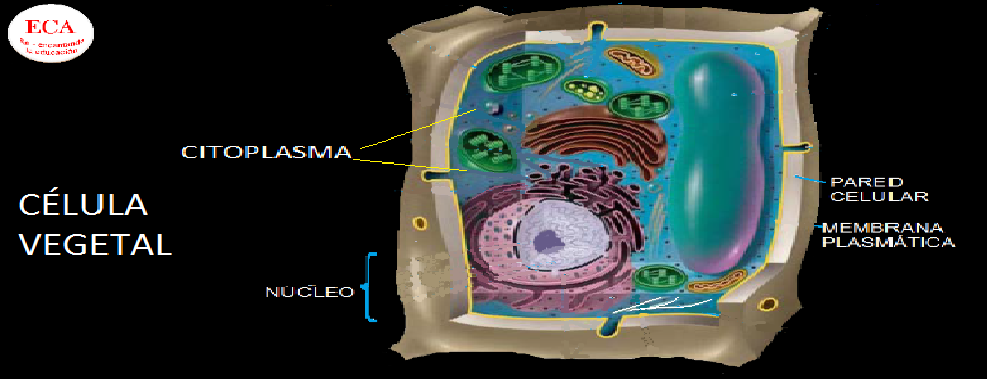 Guillermo Grass : CITOPLASMA