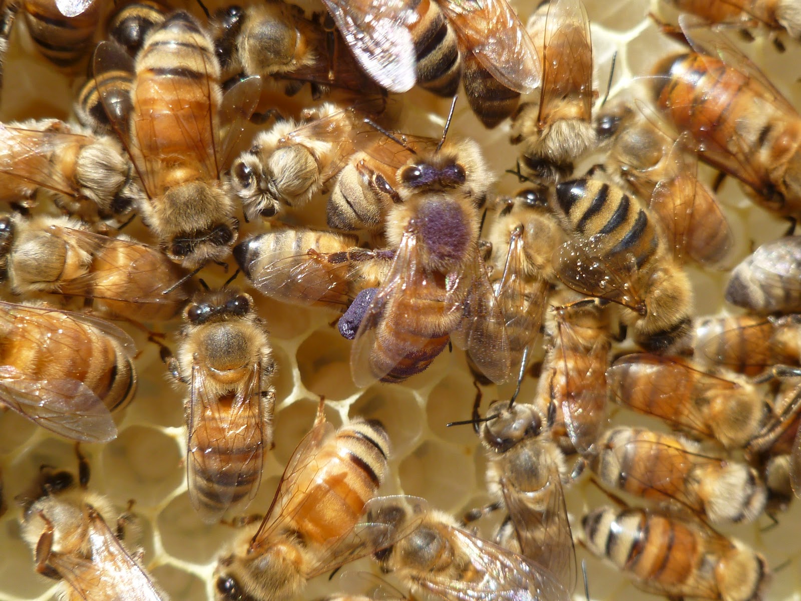 Queen Anne Bees: Black Pollen Arrives and the March of the Drones