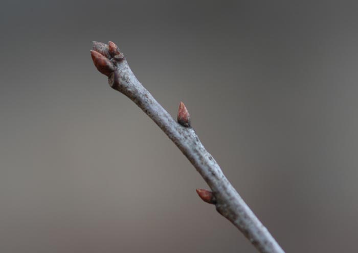 Field Biology in Southeastern Ohio: Oaks of Ohio