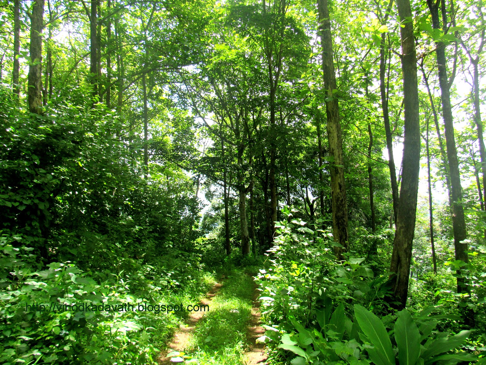 Jungle Safari And Trekking Into The Wild at Konni Forest, Kerala