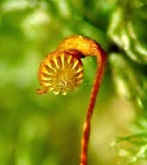 Embriofitas I: Los Musgos, División Bryophyta