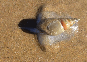 Photography Journal: Plough Snails - fastest molluscs on the planet?