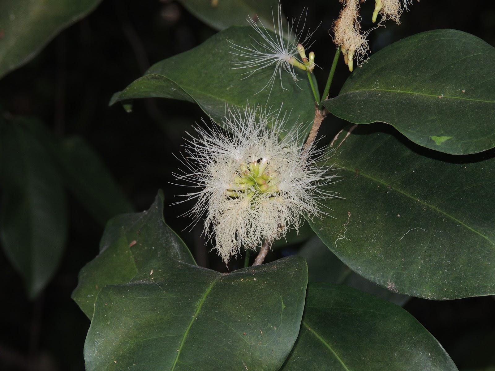 Flora campus I: Fabaceae - Inga capitata Desv.