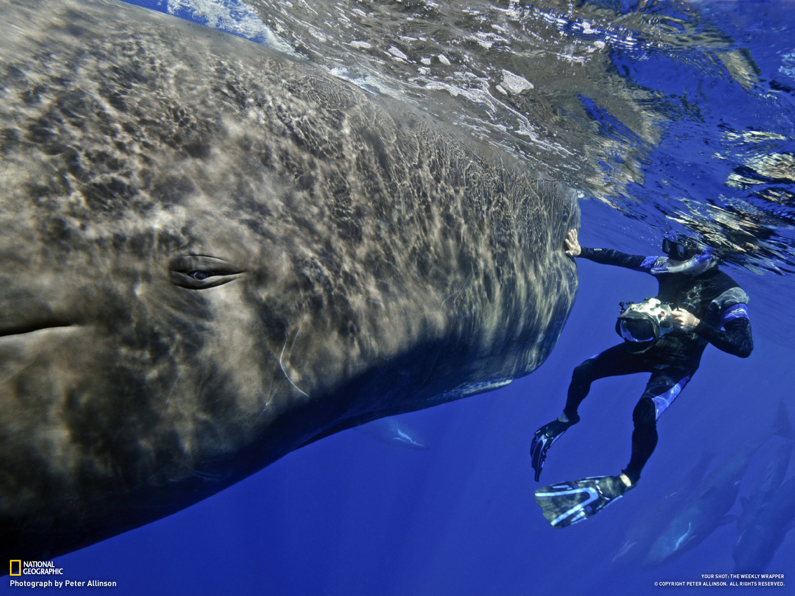 Aksi nekat berenang bareng ikan paus super besar - 17 agustus 1945 ...