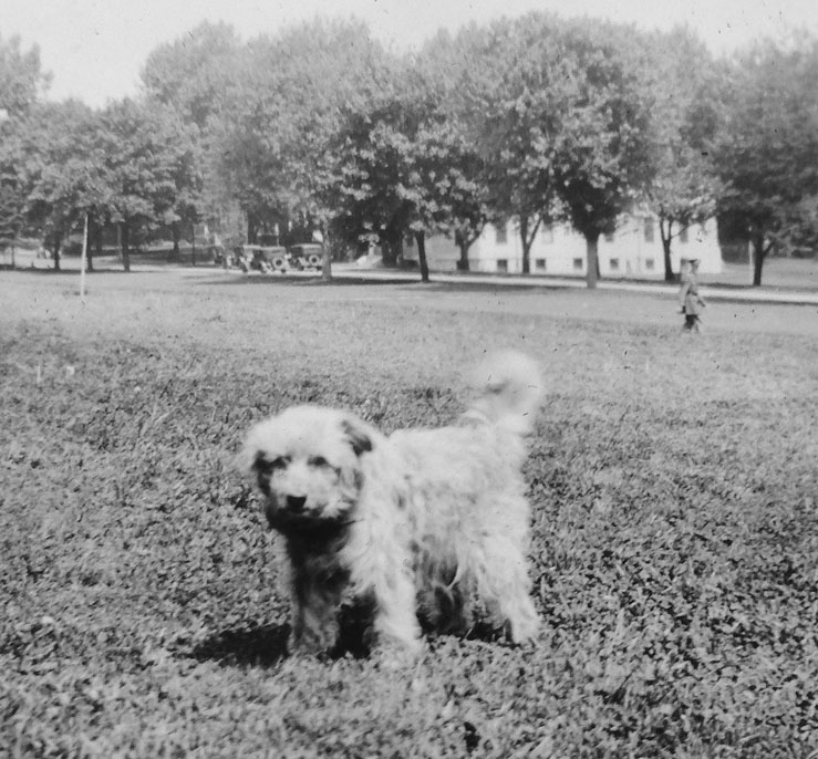 What Happened To Rags The Dog From Ww1